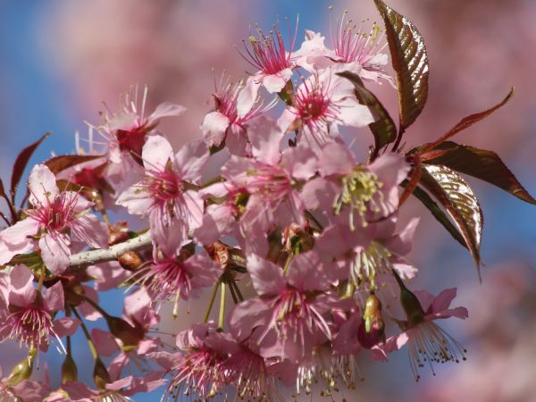 Charekh Hill Station; Know- Timings, Attractions and How to Reach ...